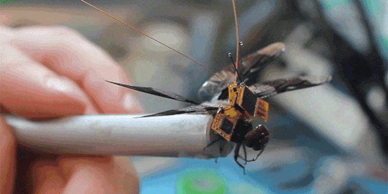 This Genetically Modified Cyborg Dragonfly Is the Tiniest Drone