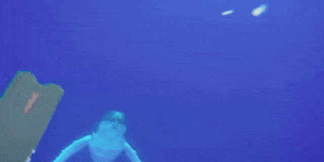 Breaching Humpback Whale : gifs