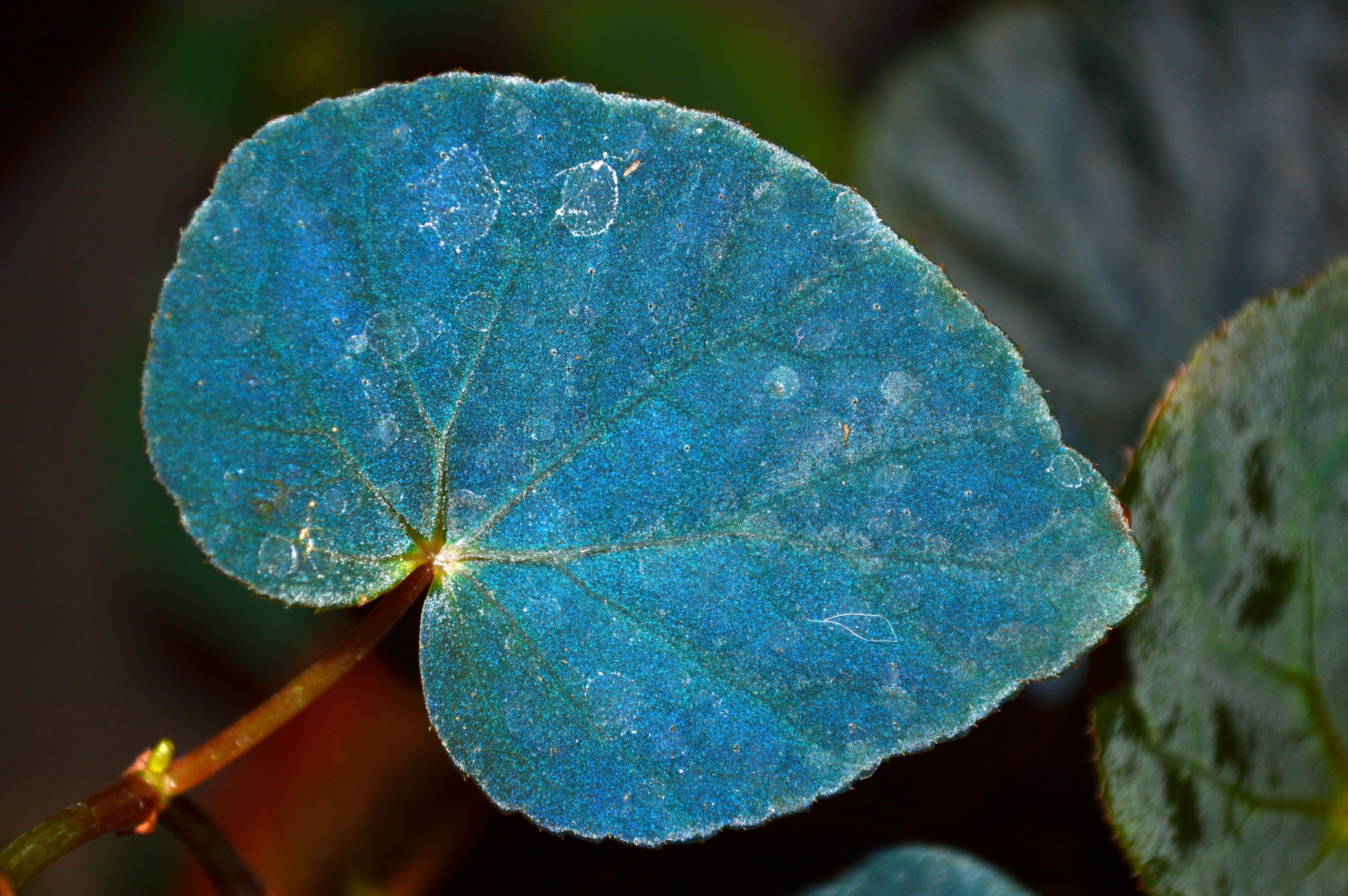What Is Blue Leaf
