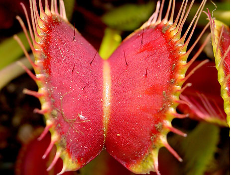 Top 10 Most Dangerous Plants in the World
